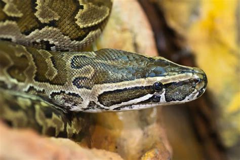 Python Boa Constrictor Stock Image Image Of Python Constrictor 8904623
