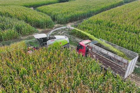 What To Do With The Corn In Storage Scikoon Industry Co Ltd