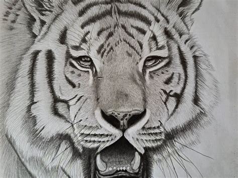 8 Steps To Easily Drawing A Realistic Tiger Muus Art