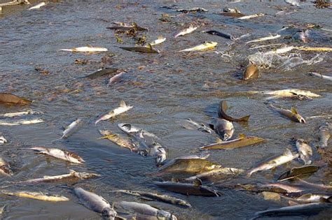 What Is A Zombie Salmon What They Are And Where They Live Explained