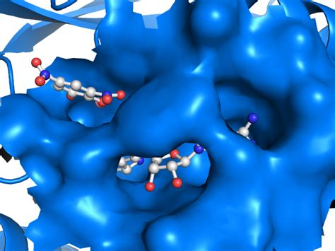 Pymol ポケットの表示