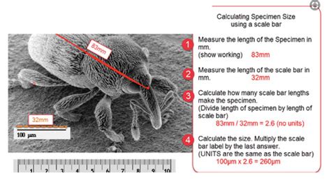 Calculating Specimen Size Using A Scale Bar Practical Skills Flashcards Quizlet