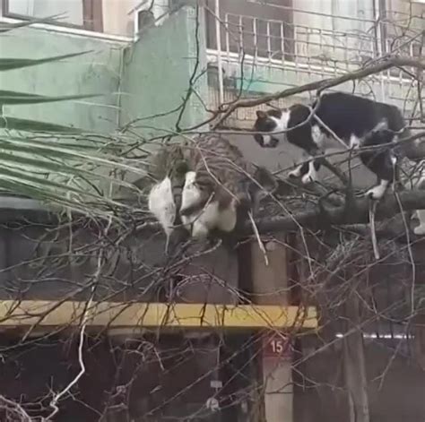 At Tree Sex R Therewasanattempt