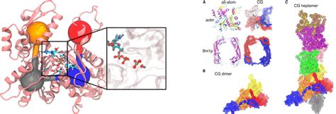 Simulations Of Biomolecular Systems The Voth Group