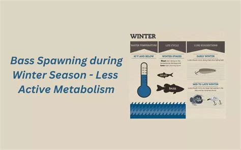 Bass Spawning Season Implications For Beginners 2023