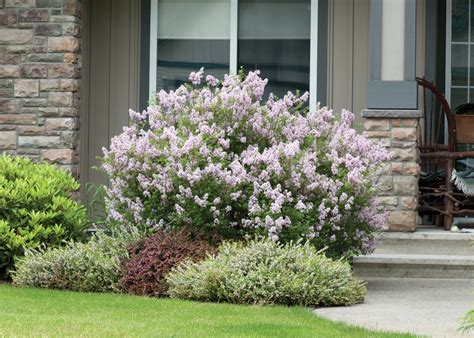 Dwarf Korean Lilac Syringa