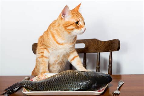 猫 餌 食べ ない