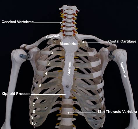 Xiphoid Process