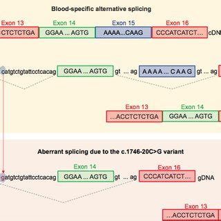 Schematic Representation Of CAPN3 Reference And Mutant Sequence With