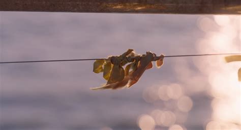 연분홍치마 세월호 참사 11주기를 맞아 다시 만날 세계에서 안부 인사를 전합니다 세 가지 안부 세월호 참사 10년 그 이후 새로운 세상의 안부 인사는 어때야