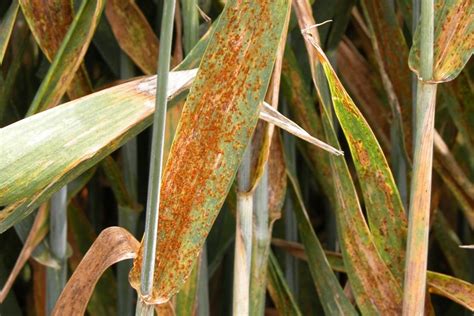 leaf rust wheat disease control bayer crop science new zealand