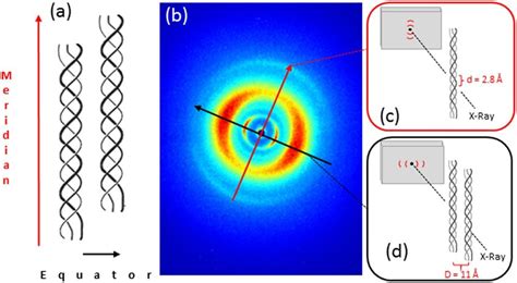 Diffracted Intensities Distribution Of Collagen Triple Helix