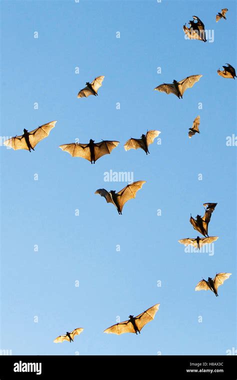 Straw Colored Fruit Bat Eidolon Helvum Group Flying Kasanka National