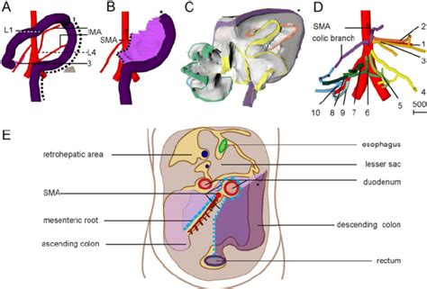 Similarity Of The Colon And Its Mesentery And Vessels In The 10 Week Download Scientific