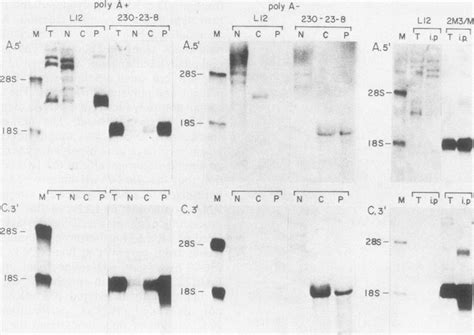Subcellular Localization Of P53 Rna Species Cells Were Fractionated Subcellular Localization Of P53 Rna Species Cells Were Fractionated
