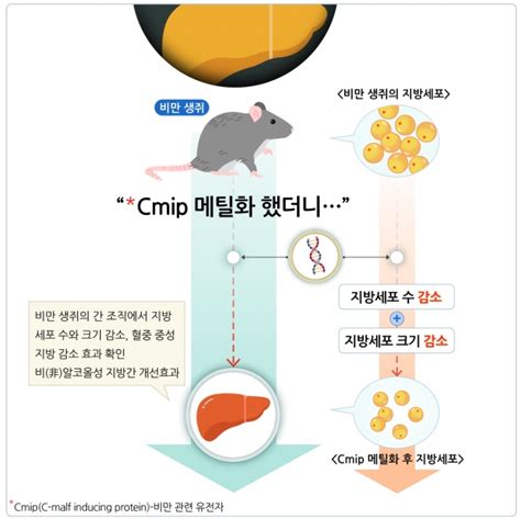 비만 유전자 억제로 지방간 치료할 수 있게 된다 대한급식신문