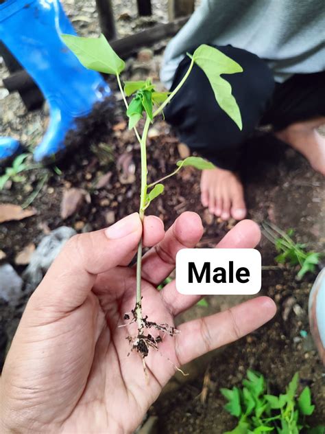 Dodong Banggay How To Determine The Sex Of Papaya