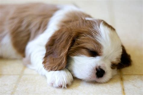 გადა ვარჩინოთ ძაღლები ფოტოები ბედნიერი ძაღლები