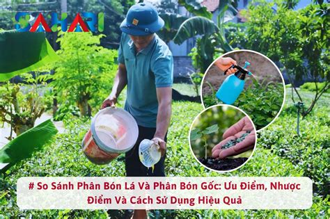 So SÁnh PhÂn BÓn LÁ VÀ PhÂn BÓn GỐc Ưu ĐiỂm NhƯỢc ĐiỂm VÀ CÁch SỬ