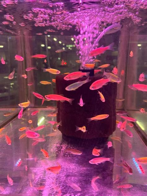 อยากเริ่มเลี้ยงปลา เลี้ยงปลาง่ายๆ ราคาเบาๆ ตัวละ 10 บาทจ้า เปิดทุกวัน 12 00 19 00 น 🎉 🎉 สอบ