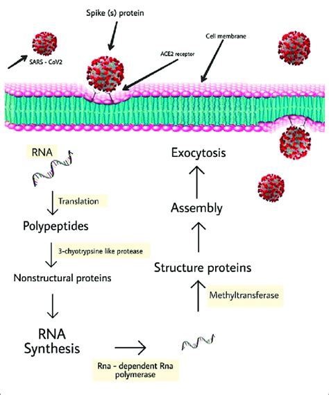 Schematic Represents Virus Induced Host Immune System Response And