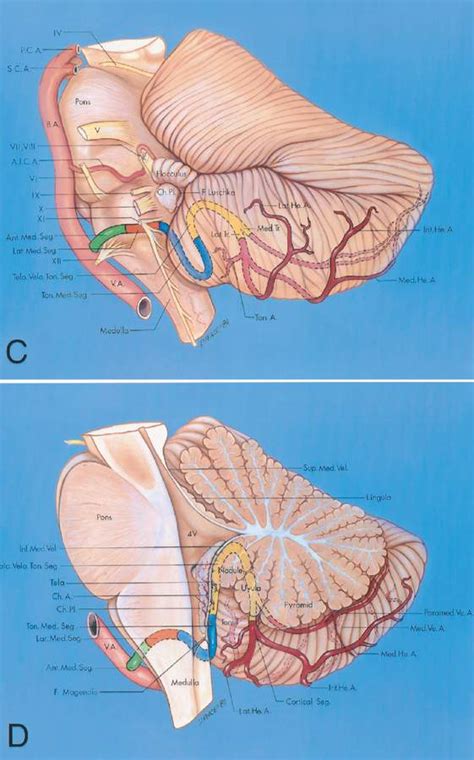 Segments Of The Posterior Inferior Cerebellar Artery Neuroanatomy