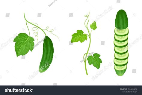 Cucumber Plants Over 31 982 Royalty Free Licensable Stock Vectors Vector Art Shutterstock