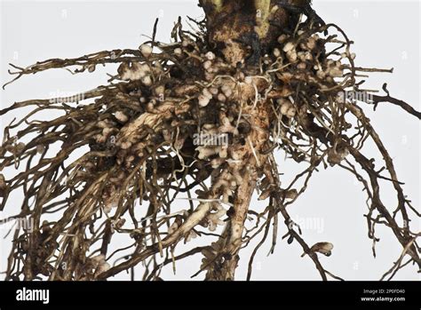 Root Nodules For Nitrogen Fixation By Rhizobium Bacteria Nodule Bacteria On The Root Of A Field