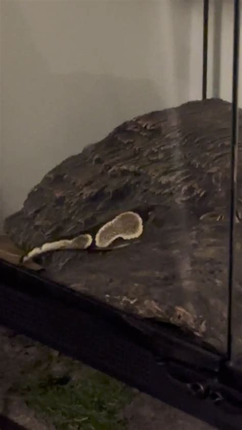 My Ball Python Wagging Tail While Feeding Scrolller