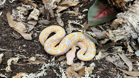 Adding A Pet Ball Python To Your Lifestyle VoxBliss