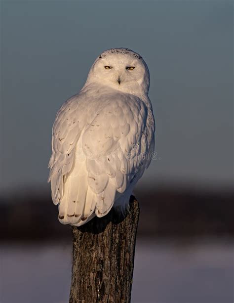 Male Snowy Owl Bubo Scandiacus Perched On A Wooden Post At Sunset In