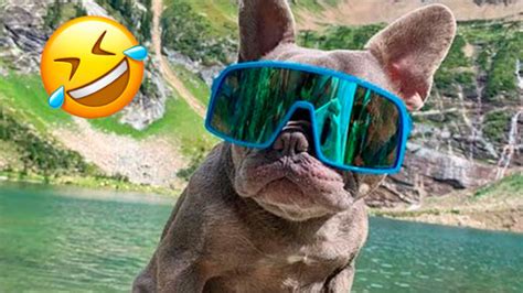 СМЕШНЫЕ французские бульдоги 8 Просто попробуй не рассмеяться Французский Бульдог Марсель Дзен