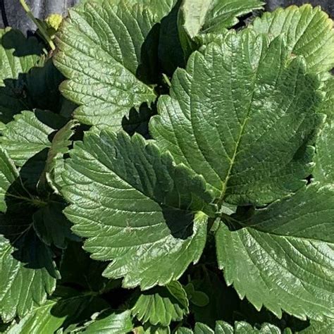 How To Use The Strawberry Identification Foramt Convert Instancev1