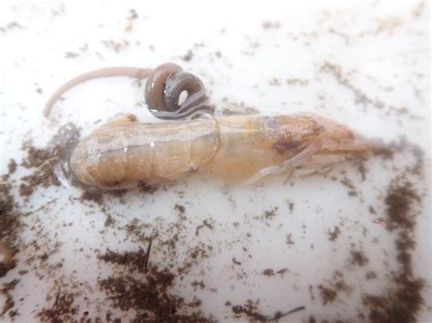 ナルトアナジャコ 節足動物門軟甲綱 江奈湾干潟生きもの図鑑 海の環境NPO法人OWS