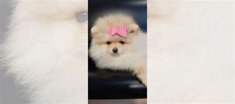 Шпиц купить в Челябинске Животные и зоотовары Авито