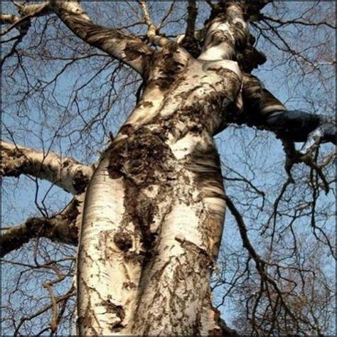 This Tree Looks Like A Woman R Pics