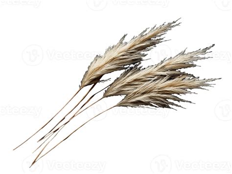 Beige Pampas Grass Stems On Black Background 68881384 Png
