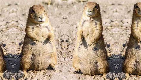 How Many Gophers Live Together Gopher Social Structure Gopher Nuts