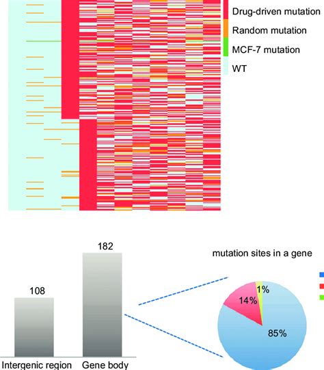 Drug Resistance Associated Mutations A Drug Driven Mutations