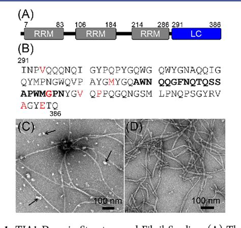 Figure 1 From Liquid Droplet Aging And Seeded Fibril Formation Of The Cytotoxic Granule