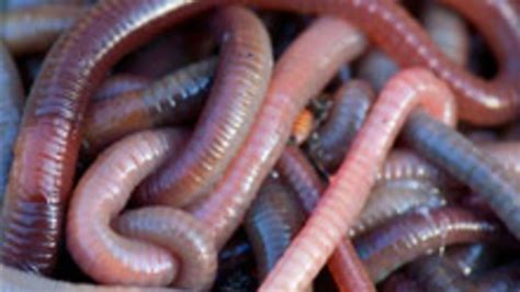 Engineering Ecosystems Learning To Live With Invasive Earthworms