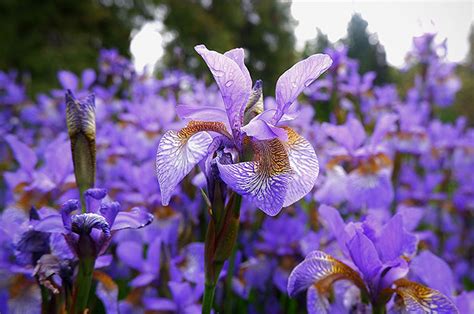 Iris Flower Symbolism Facts Meaning Zodiac Superstitions Dreams And Myths Hep