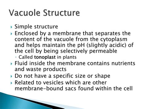 Ppt Vacuoles Powerpoint Presentation Free Download Id2027741