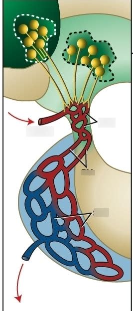 Hypothalamal Hypophyseal Portal System Anterior Pituitary Diagram