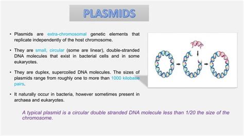 Plasmid Types And Its Properties Pptx