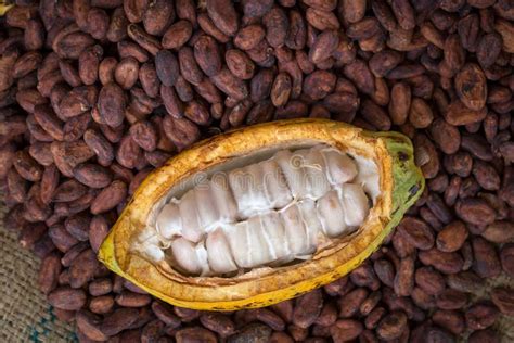 ripe cocoa pod and nibs cocoa beans setup background stock image