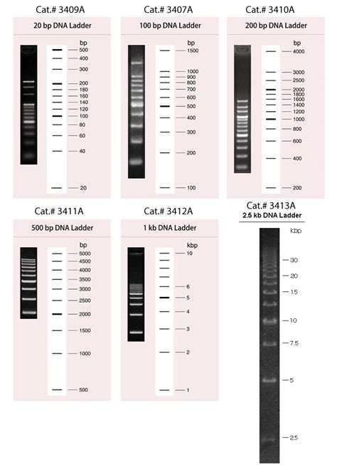 Dna Molecular Weight Markers