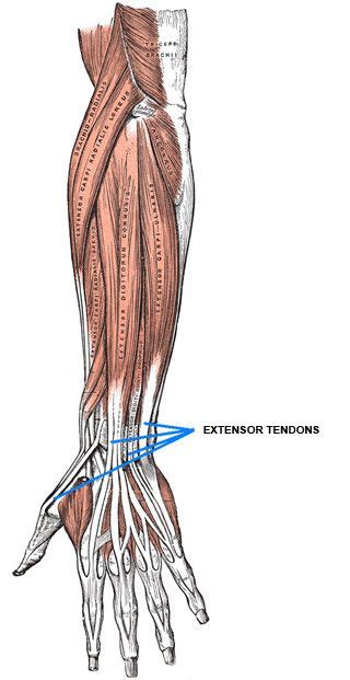 Hand Surgery Turkey Extensor Tendon Injuries