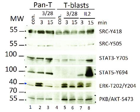 Cross Talk Between Tcr And Il2r Triggered Signalling Pathways