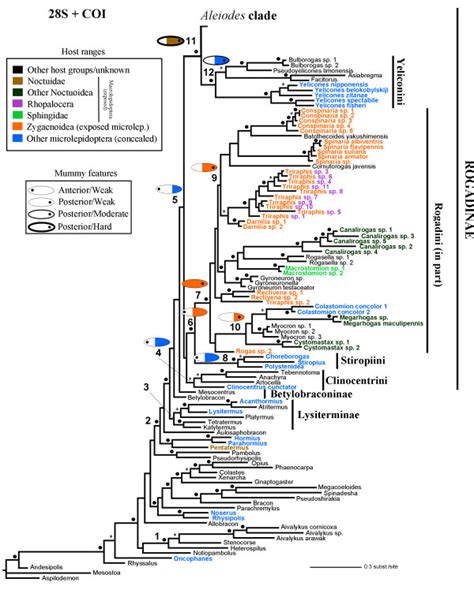 Bayesian Phylogram Derived From The 28s Coi Data Sets Bayesian